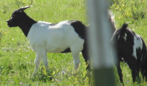 Meat Goat Mania April 2015