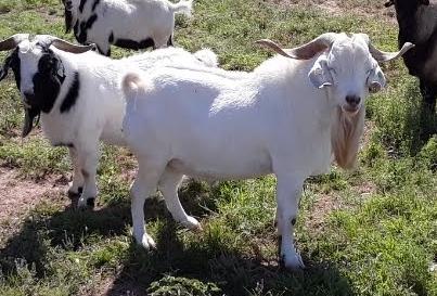 Meat Goat Mania July 2019