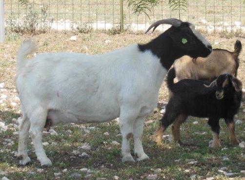 Meat Goat Mania June 2017